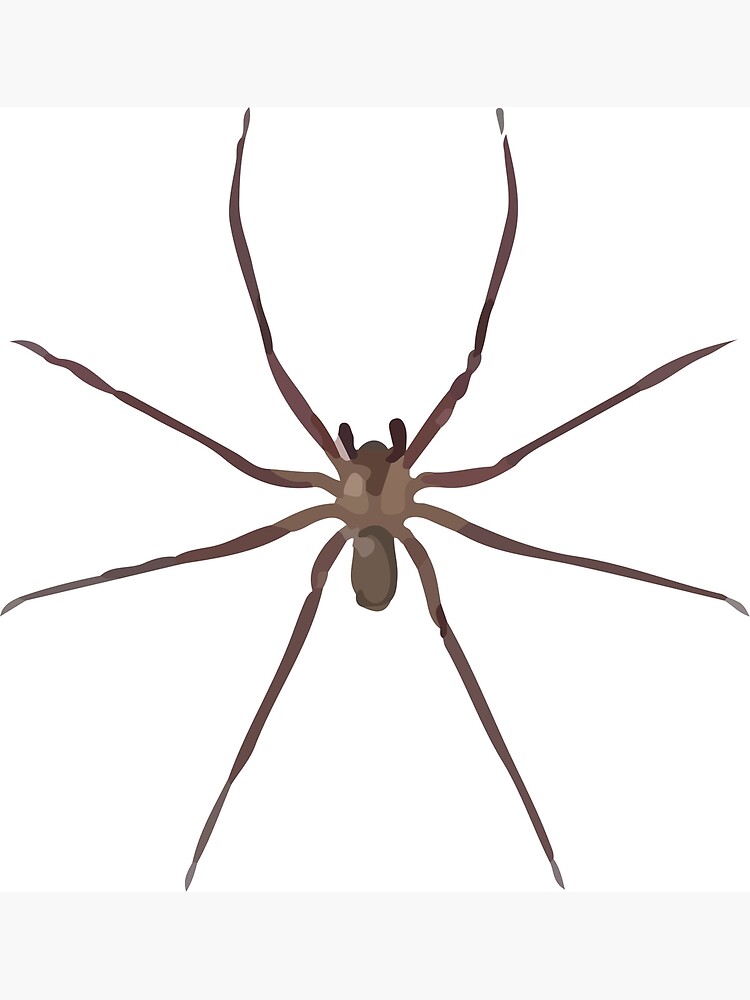 "Brown Recluse" Art Print by TortillaChief | Redbubble
