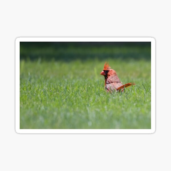 "Cardinal Flexing his Mohawk " Sticker for Sale by BackyardBuddies ...