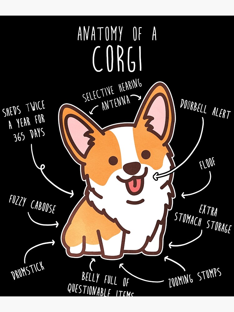 "Corgi Dog Anatomy" Poster for Sale by Clara Hollins | Redbubble