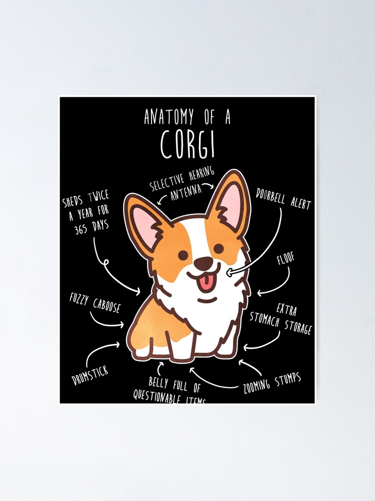 "Corgi Dog Anatomy" Poster for Sale by Clara Hollins | Redbubble