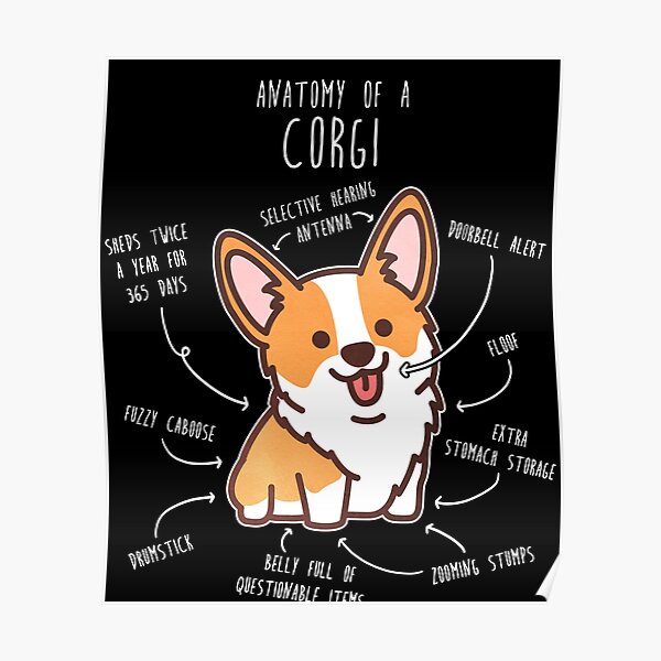 "Corgi Dog Anatomy" Poster for Sale by Psitta | Redbubble