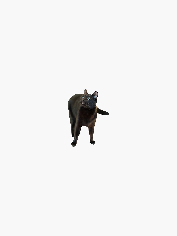"Bewildered Cat Sticker" Sticker for Sale by Tque | Redbubble
