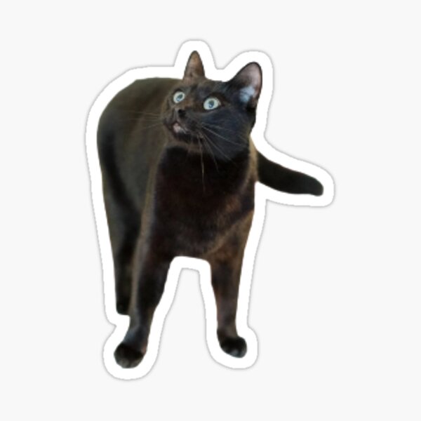 "Bewildered Cat Sticker" Sticker for Sale by Tque | Redbubble