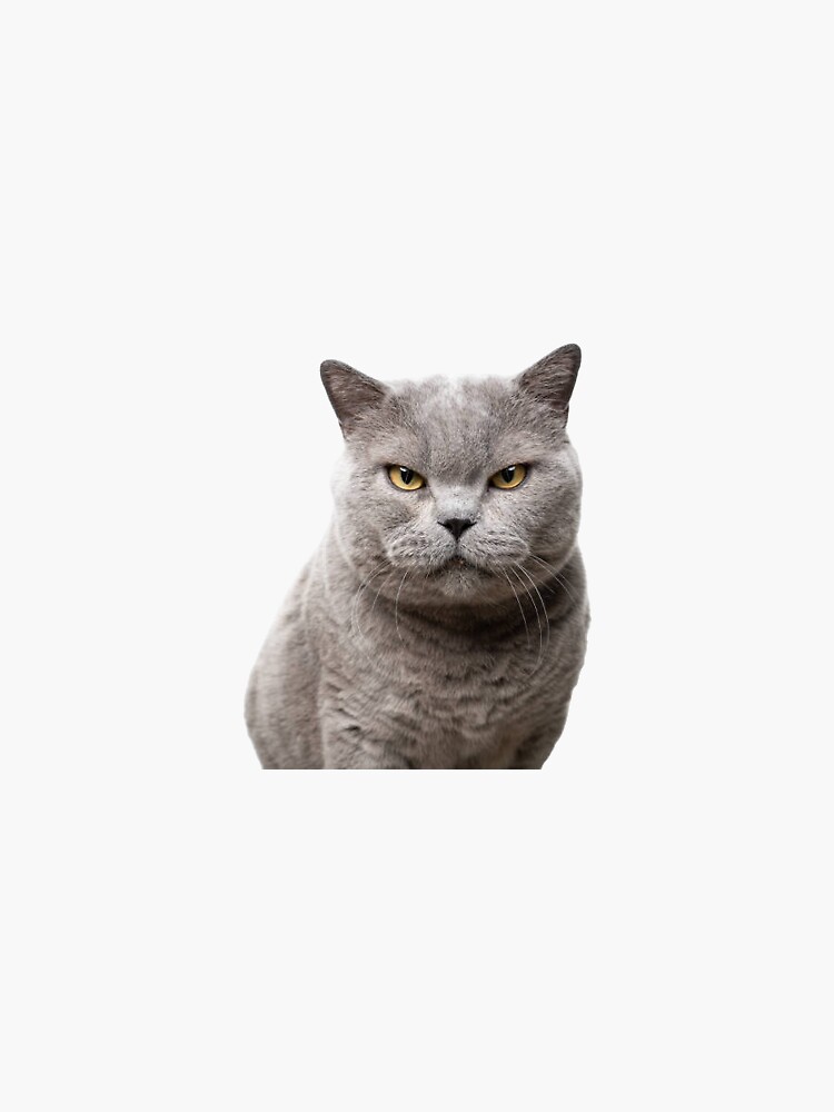 "Angry Cat Sticker" Sticker for Sale by Tque | Redbubble