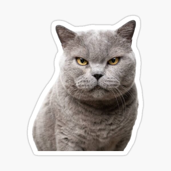 "Angry Cat Sticker" Sticker for Sale by Tque | Redbubble