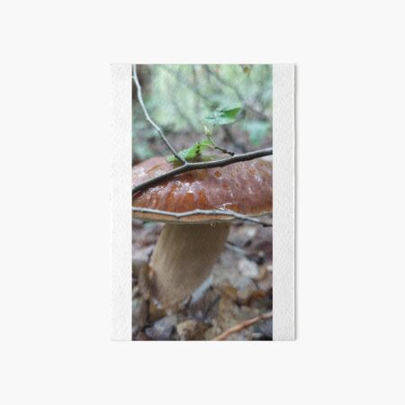 "Pilz, Steinpilz, Pilz, Hrib, Ciuperca" Galeriedruck von marcelcluj ...