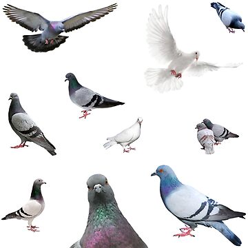 "Pigeon sticker pack" Sticker for Sale by starseedgems | Redbubble