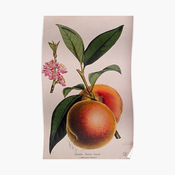 "Vintage Peaches" Poster for Sale by AlleghenyDesign | Redbubble