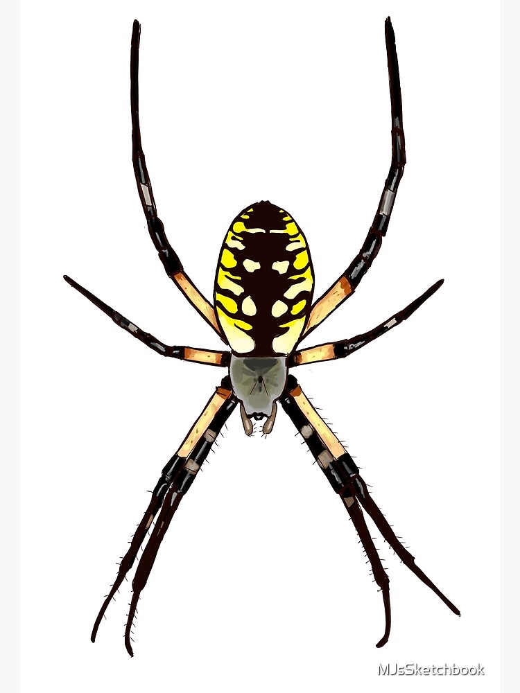 "Yellow Corn Garden Spider Garden Insect Illustration" Poster for Sale ...