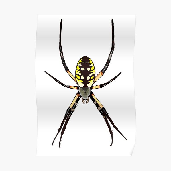 "Yellow Corn Garden Spider Garden Insect Illustration" Poster for Sale ...