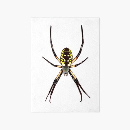 "Yellow Corn Garden Spider Garden Insect Illustration" Art Board Print ...