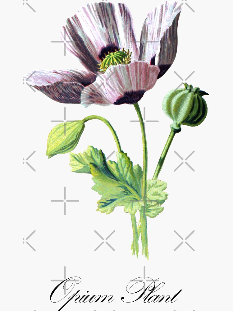 "Vintage Botanical Prints Opium Plant Art Print Vintage Flower" Sticker ...