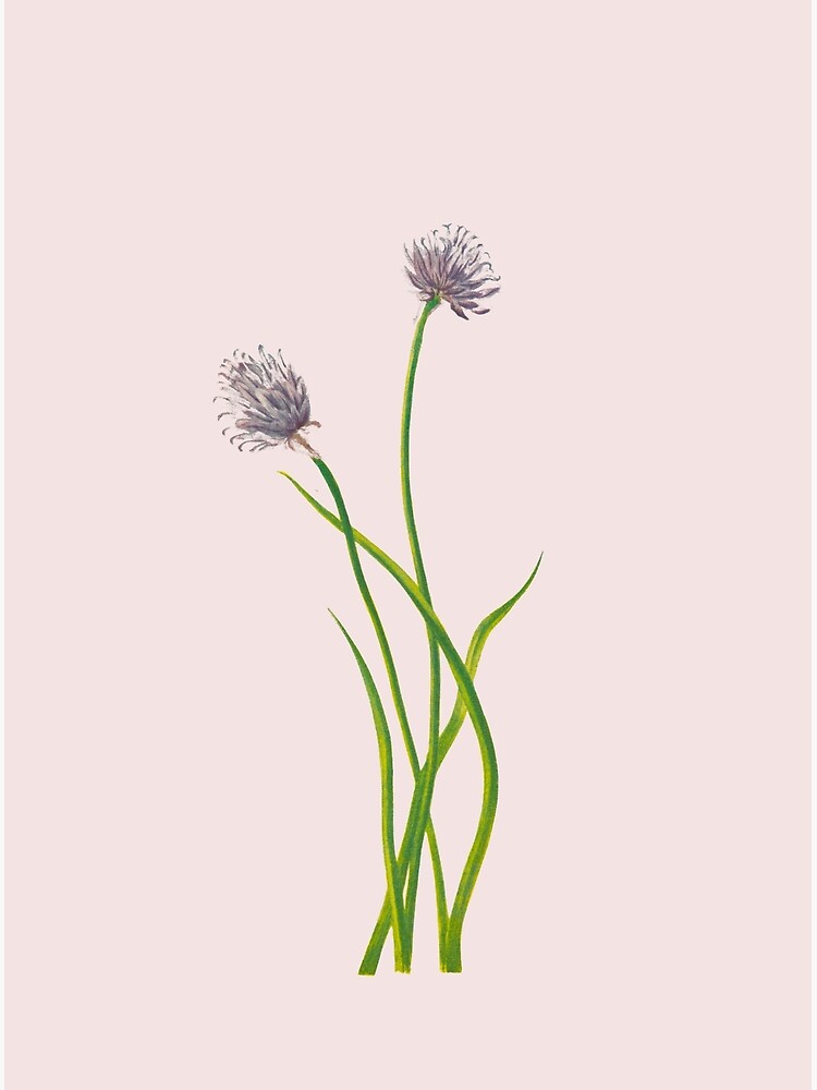 "Vintage Botanical Flower Art - Chives - Allium schoenoprasum" Poster ...