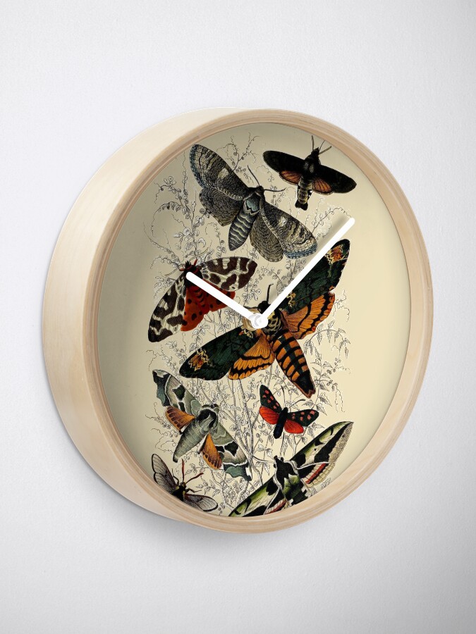 "Victorian Moth Insects illustration" Clock for Sale by oliverkite ...