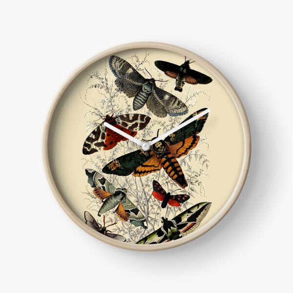 "Victorian Moth Insects illustration" Clock for Sale by oliverkite ...