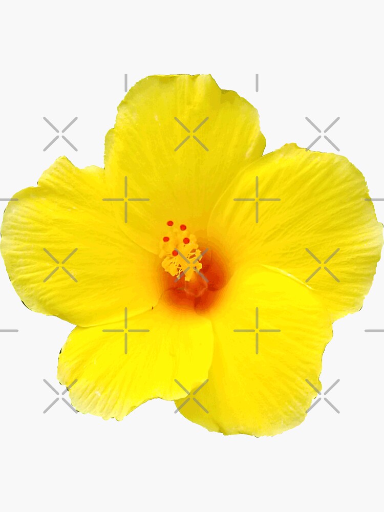 "A Yellow Hibiscus – Hawaiian State Flower" Sticker for Sale by ...