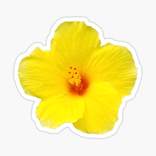 "A Yellow Hibiscus – Hawaiian State Flower" Sticker for Sale by ...