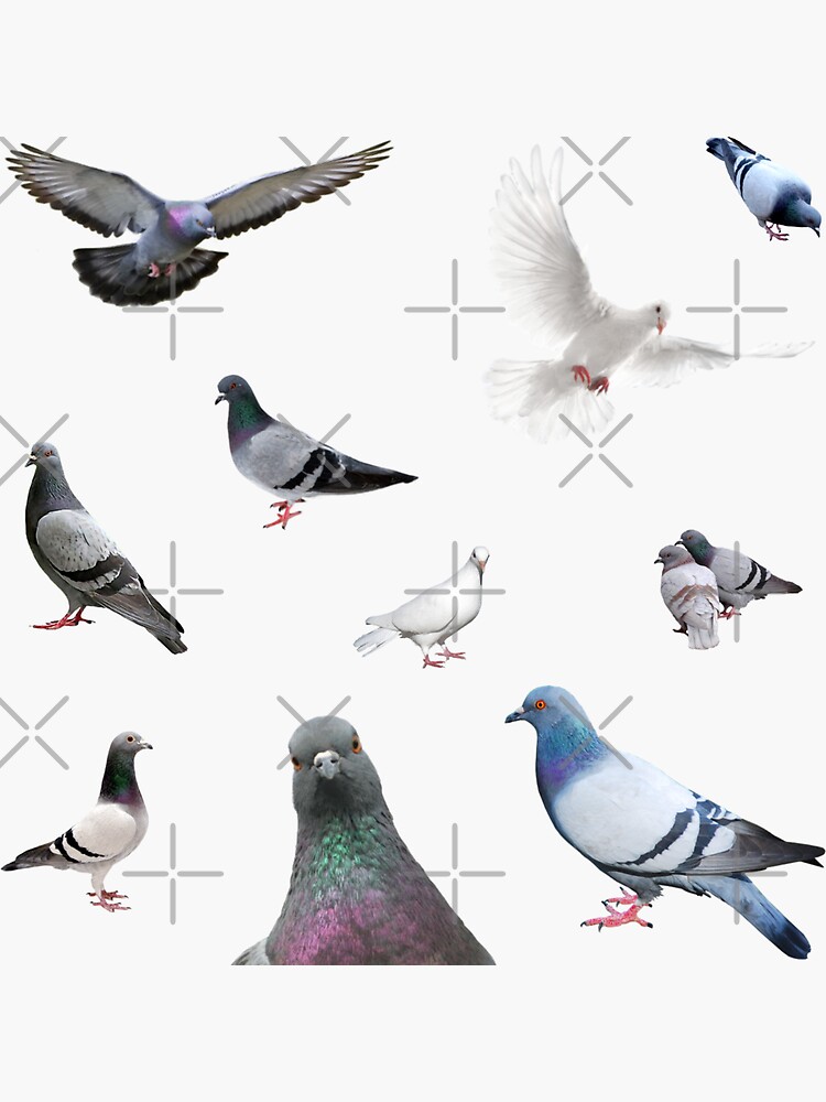 "Pigeon sticker pack" Sticker for Sale by starseedgems | Redbubble