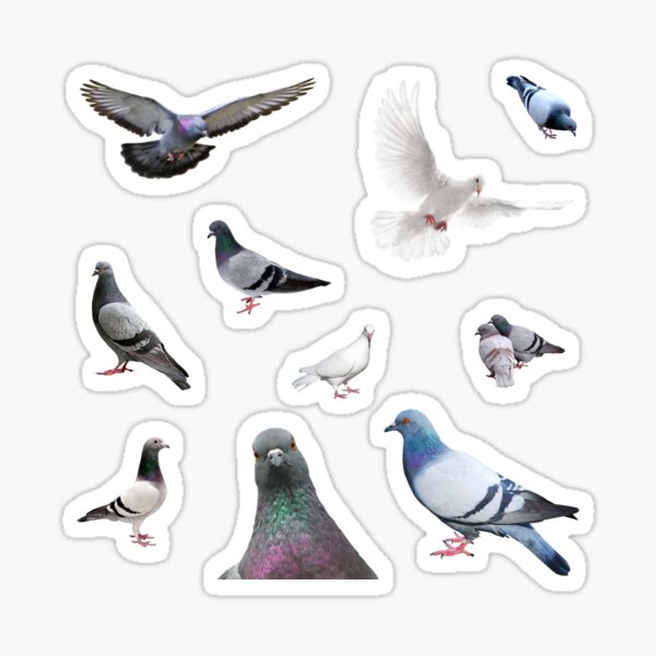 "Pigeon sticker pack" Sticker for Sale by starseedgems | Redbubble