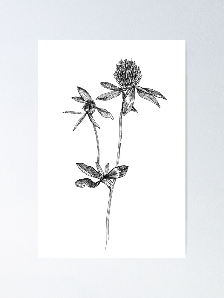 "Clover" Poster by lexihastra | Redbubble