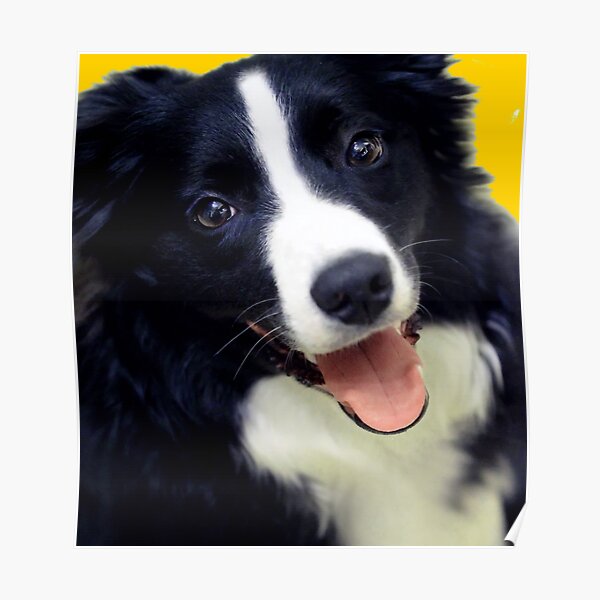 "BORDER COLLIE" Poster by IMPACTEES | Redbubble