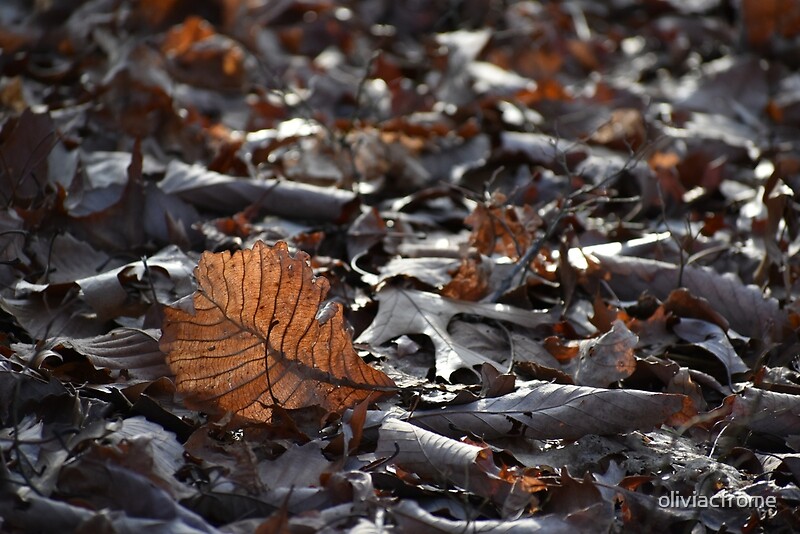 "Color Pop Leaf " by oliviacfrome | Redbubble