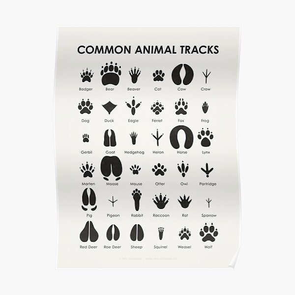 "Common Animal Tracks Identification ID Chart" Poster for Sale by ...