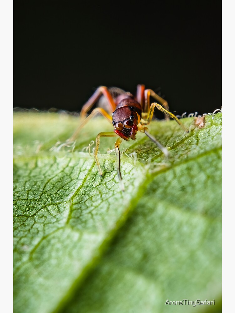 "Ant Mimic Jumping Spider - Synemosyna Formica" Sticker for Sale by ...