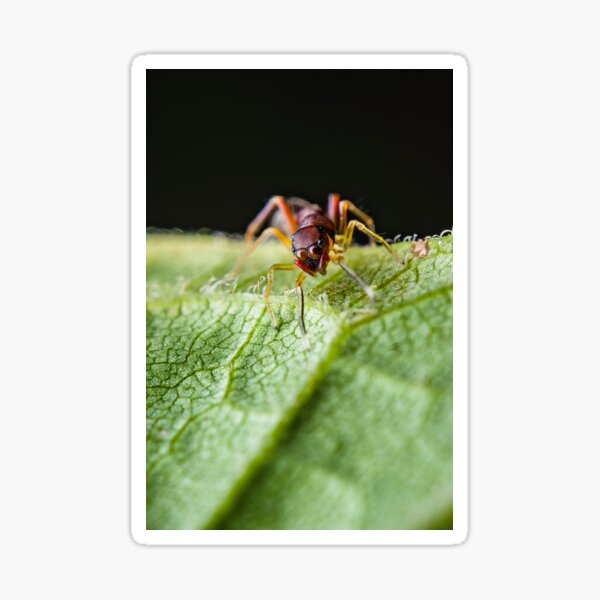"Ant Mimic Jumping Spider - Synemosyna Formica" Sticker for Sale by ...