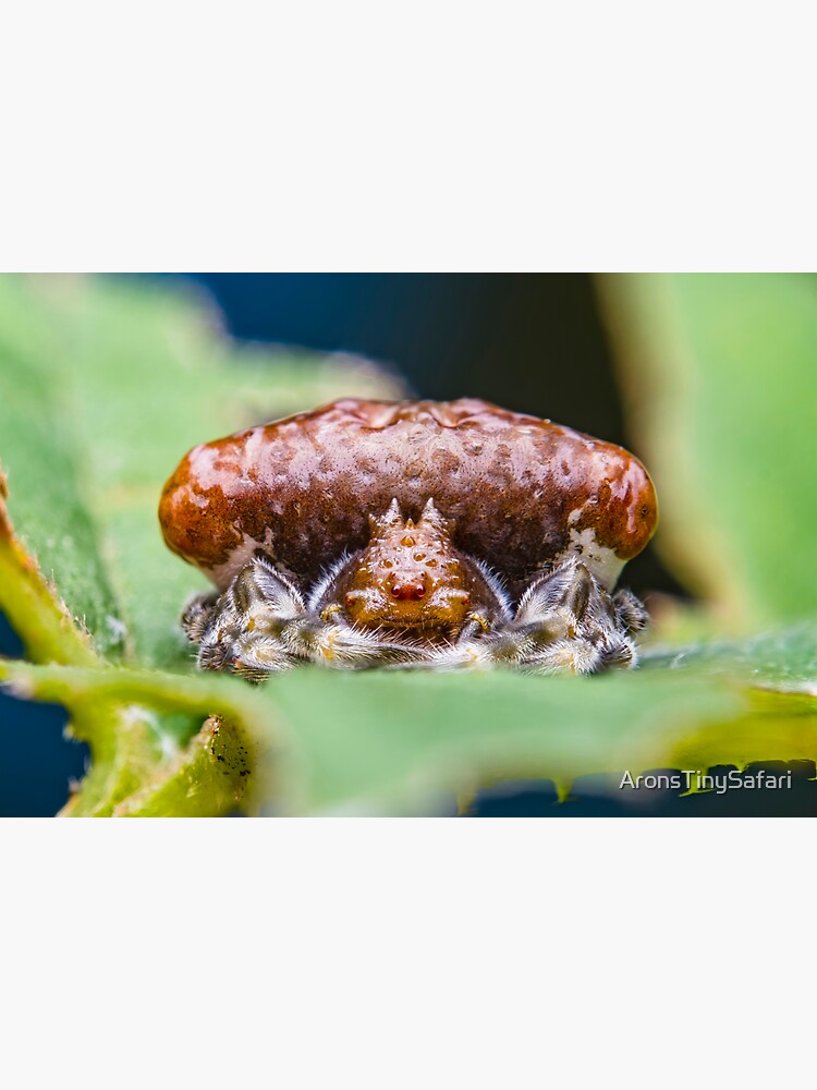 "Bolas Bird Poop Orbweaver Spider - Batesian Mimicry" Sticker for Sale ...