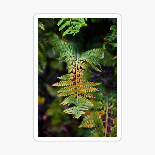 "fern | nature photography" Sticker for Sale by Mii-pics | Redbubble