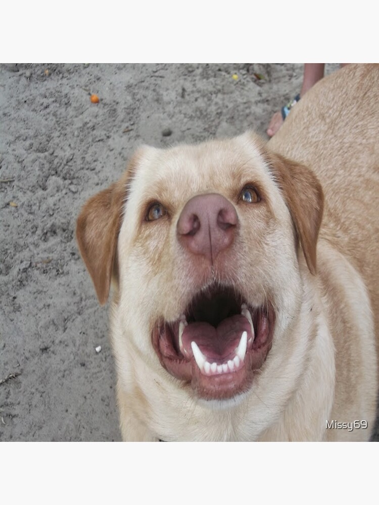"Hello Boo Boo!" Sticker for Sale by Missy69 | Redbubble