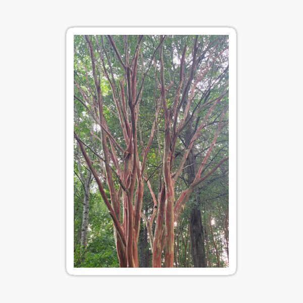 "Forest and trees nature lovers aesthetic design" Sticker for Sale by ...