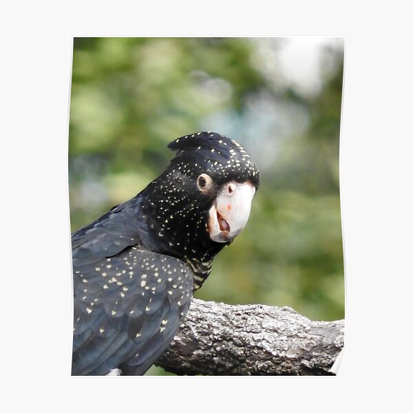 "Red-tailed Black Cockatoo" Poster for Sale by kirstybush | Redbubble