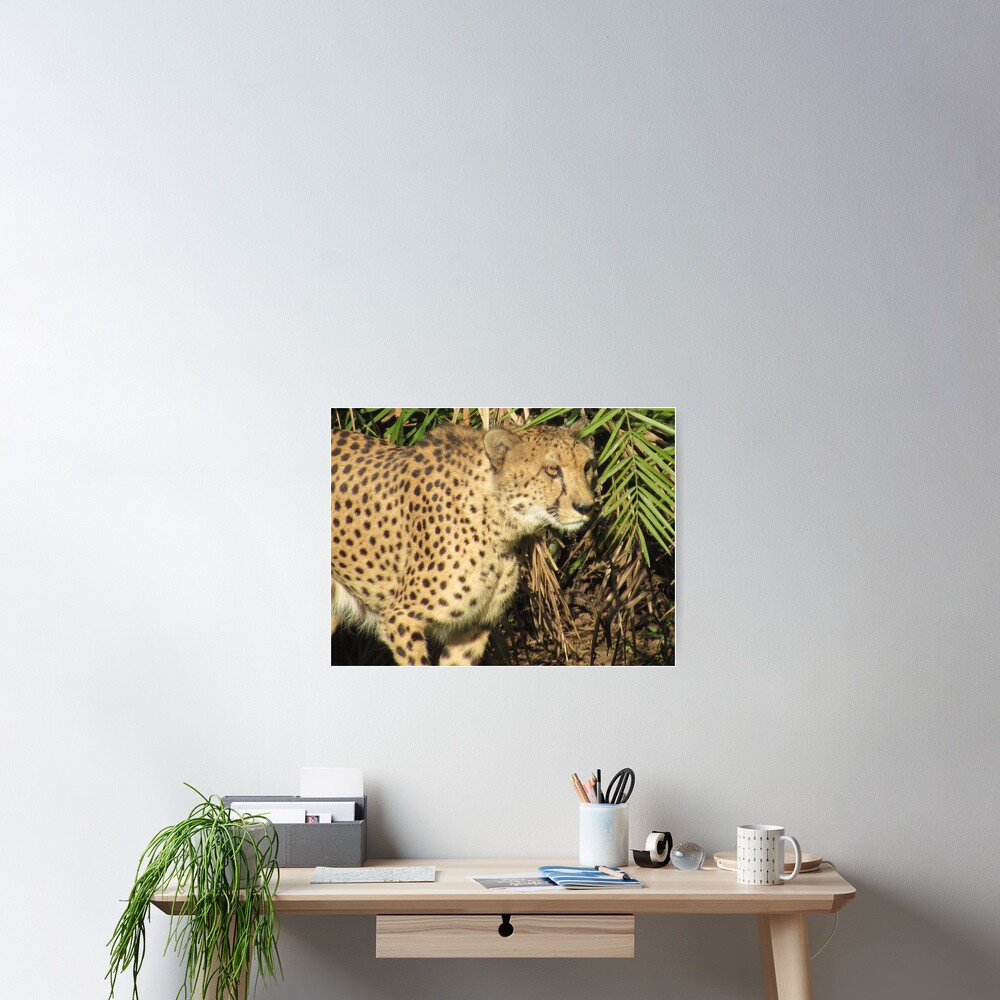 "Cheetah Hunt" Poster for Sale by JadaLo | Redbubble