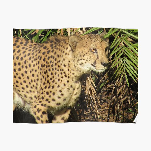 "Cheetah Hunt" Poster for Sale by JadaLo | Redbubble