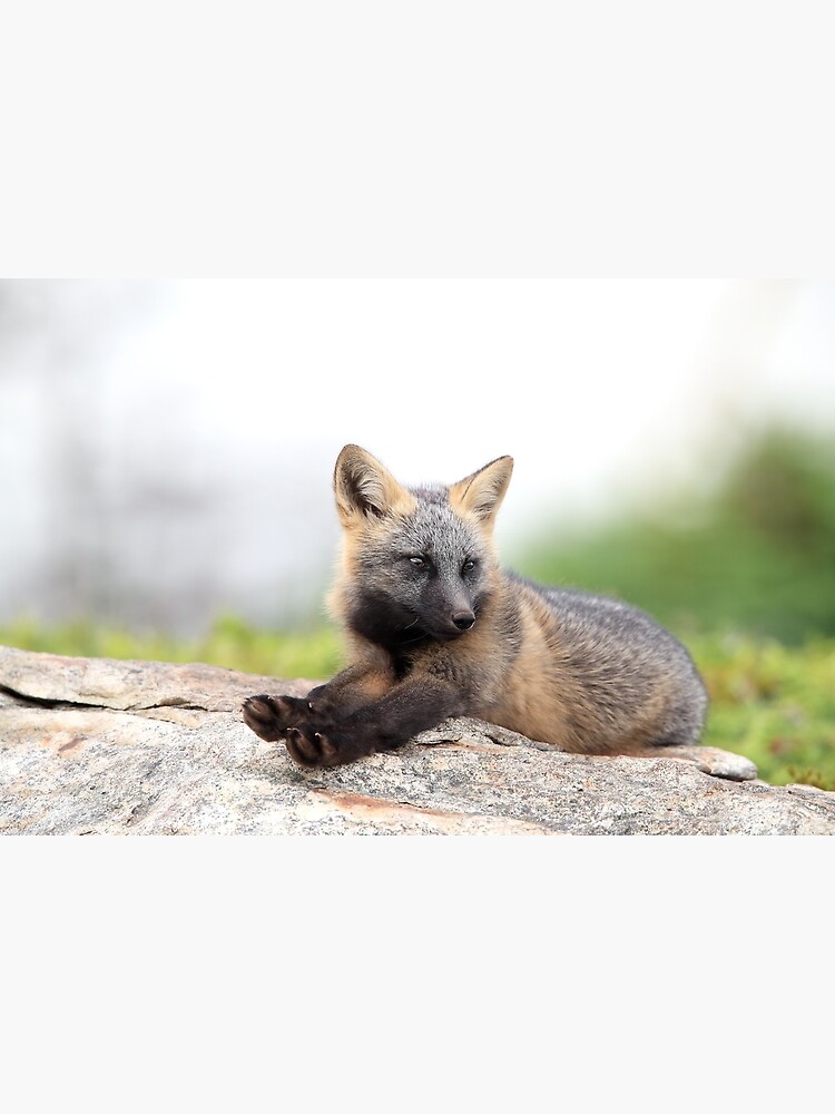 "Cross Fox Kit" Poster for Sale by mlorenz | Redbubble