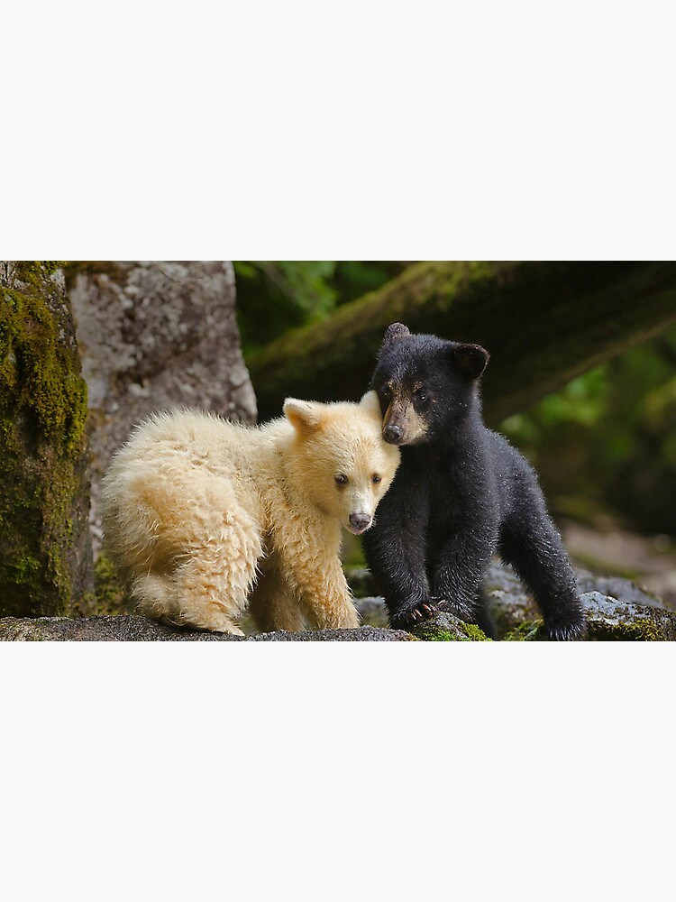 "Kermode Spirit Bear Cubs" Sticker for Sale by ForestBaer | Redbubble