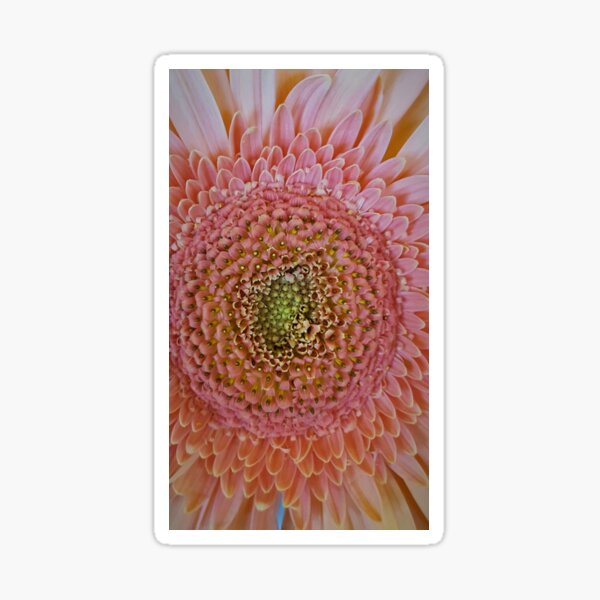 "Pink Lady" Sticker for Sale by DesJardins | Redbubble