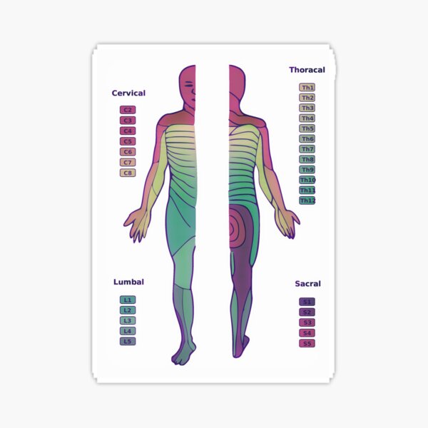 Dermatome Gifts & Merchandise | Redbubble