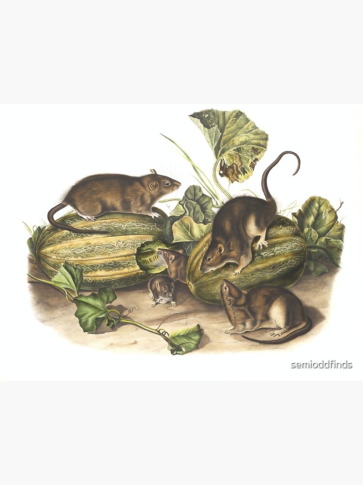 "Vintage Rat Illustration" Poster for Sale by semioddfinds | Redbubble