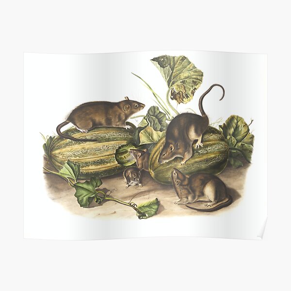 "Vintage Rat Illustration" Poster for Sale by semioddfinds | Redbubble