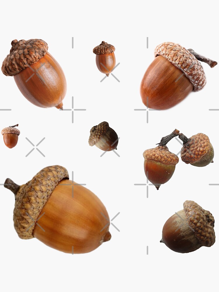 "Acorn sticker pack" Sticker for Sale by starseedgems | Redbubble