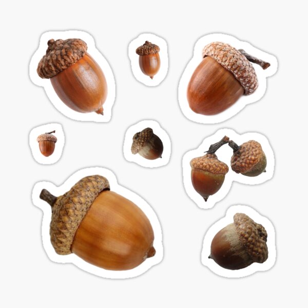 "Acorn sticker pack" Sticker for Sale by starseedgems | Redbubble
