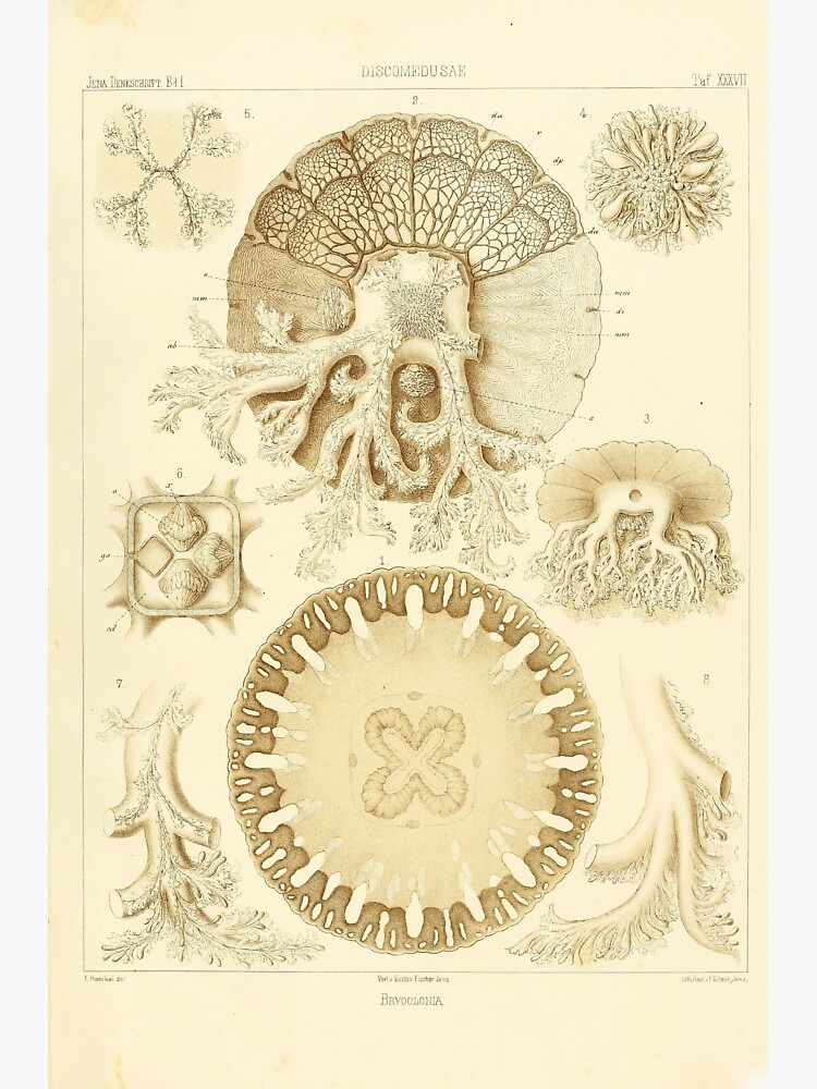 "Ernst Haeckel - Scientific Illustration 1834, Germany" Sticker for ...