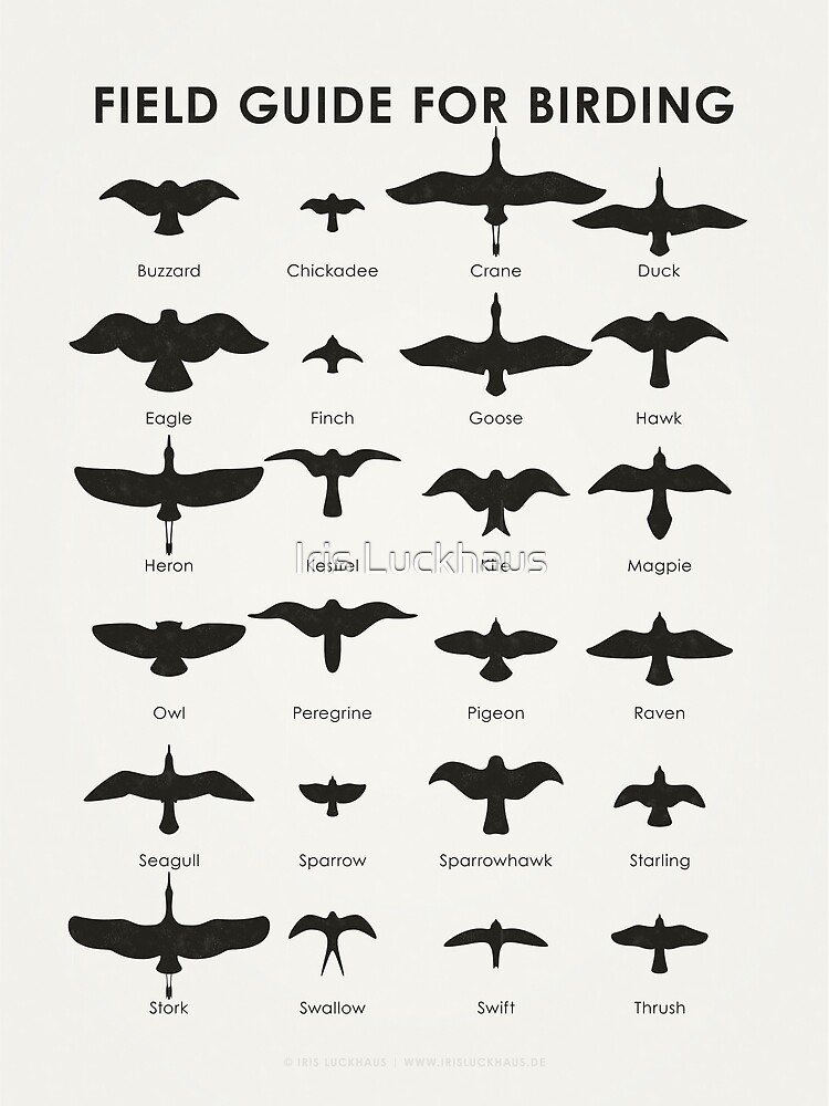 Field Guide for Birding Identification Chart Premium Matte Vertical ...