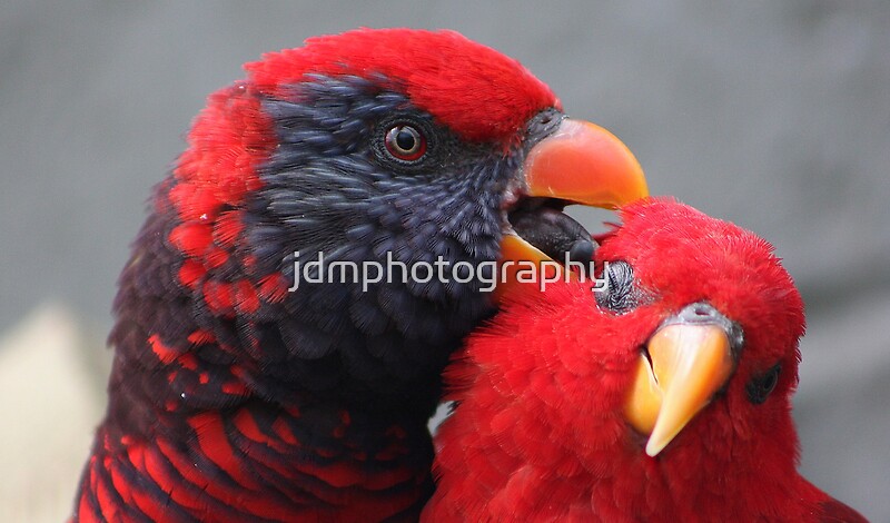 "Red Lory......." by jdmphotography | Redbubble