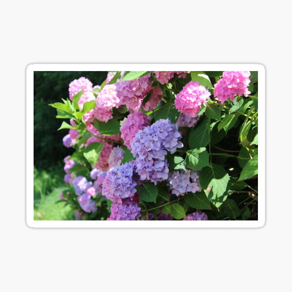 "Hydrangeas " Sticker by BethTidd | Redbubble