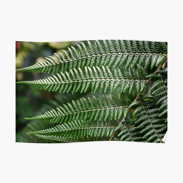 "fern | nature photography" Poster for Sale by Mii-pics | Redbubble