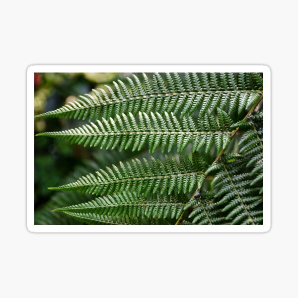 "fern | nature photography" Sticker for Sale by Mii-pics | Redbubble